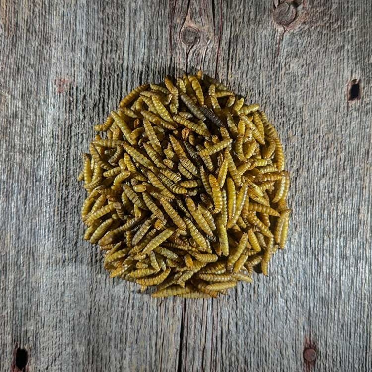 Black Soldier Fly Larvae - Kawmix Feeds